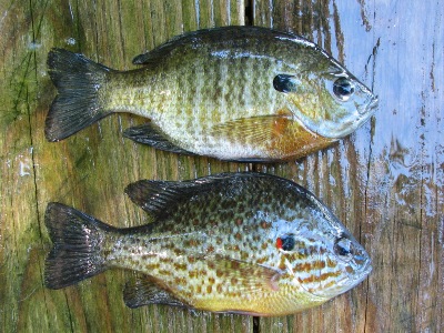 North American Freshwater Fishing: Simple Method for Cleaning Fish