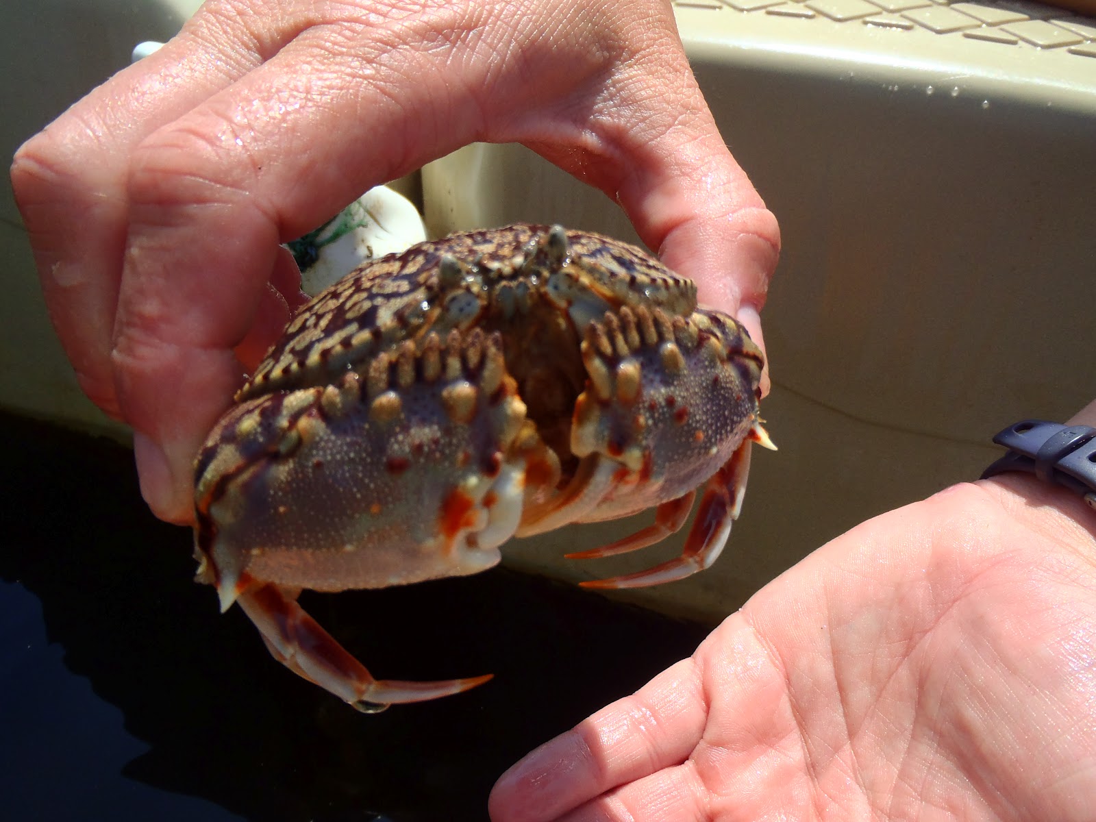 BGPG2012: All About Beaches