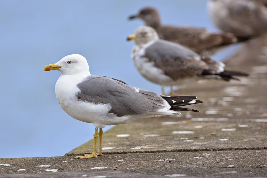 Gwent Birding: Mostly Azores gulls,... mostly