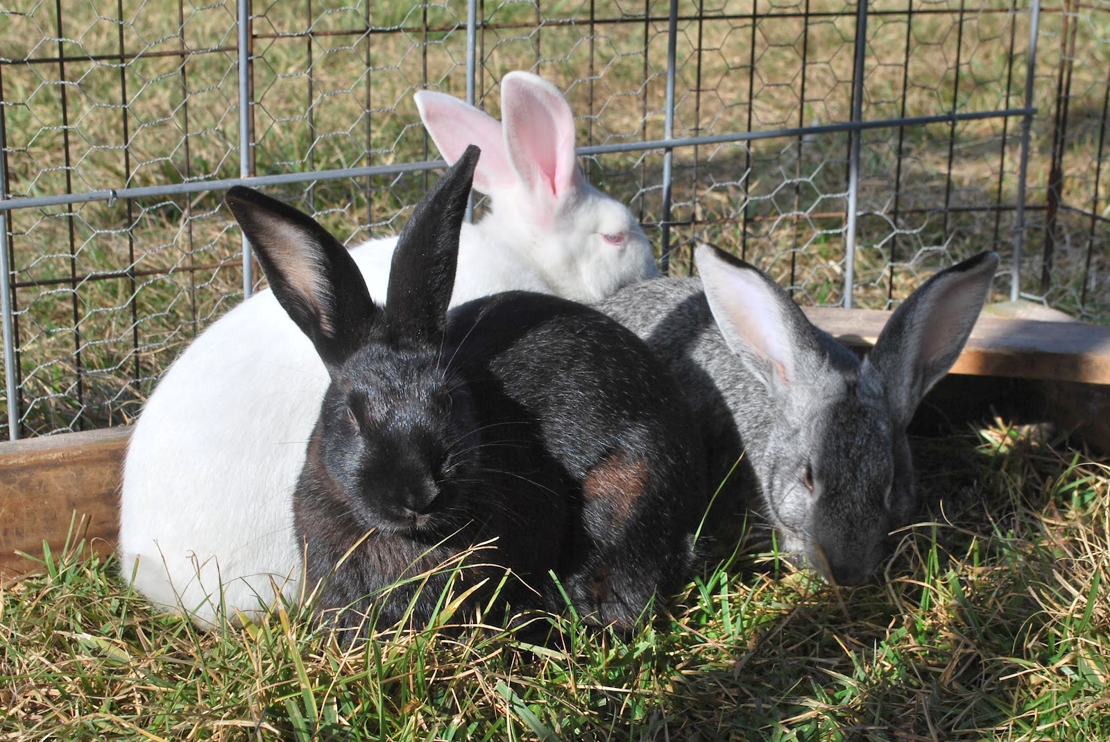 HighTail Farms: Rabbit Update