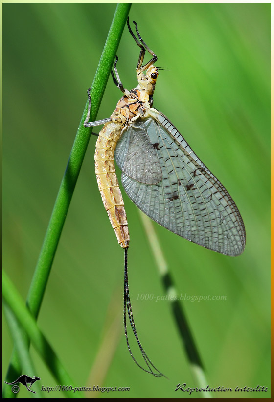 WILDLIFE GATEWAY: Femelle Ephémère...