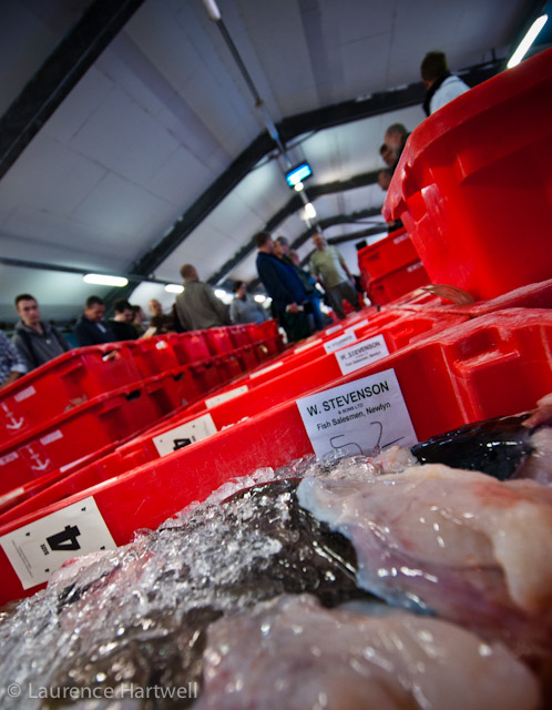 Through the Gaps! - Newlyn Fishing News: Fifteen in the fish on fishy ...