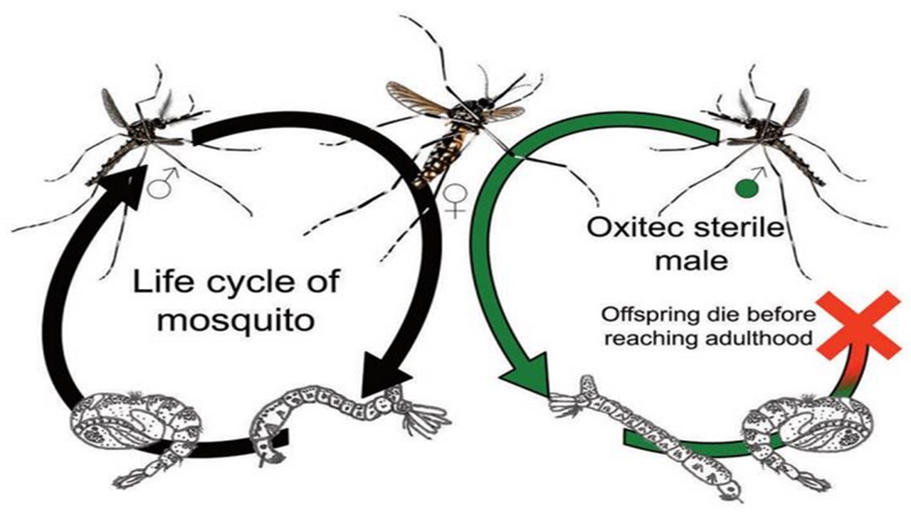 ektalks: Controlling Malaria - Are GM Mosquitoes the Answer?