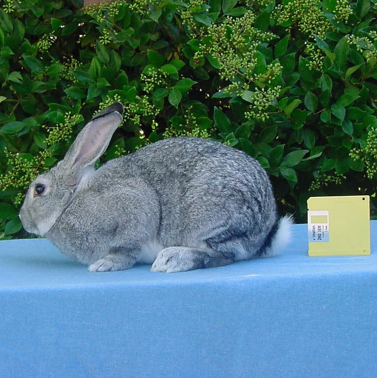 American Chinchilla | The Life of Animals