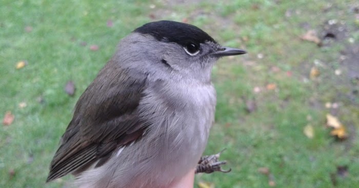 BTO Bird Ringing - 'Demog Blog': Where do our wintering Blackcaps come ...
