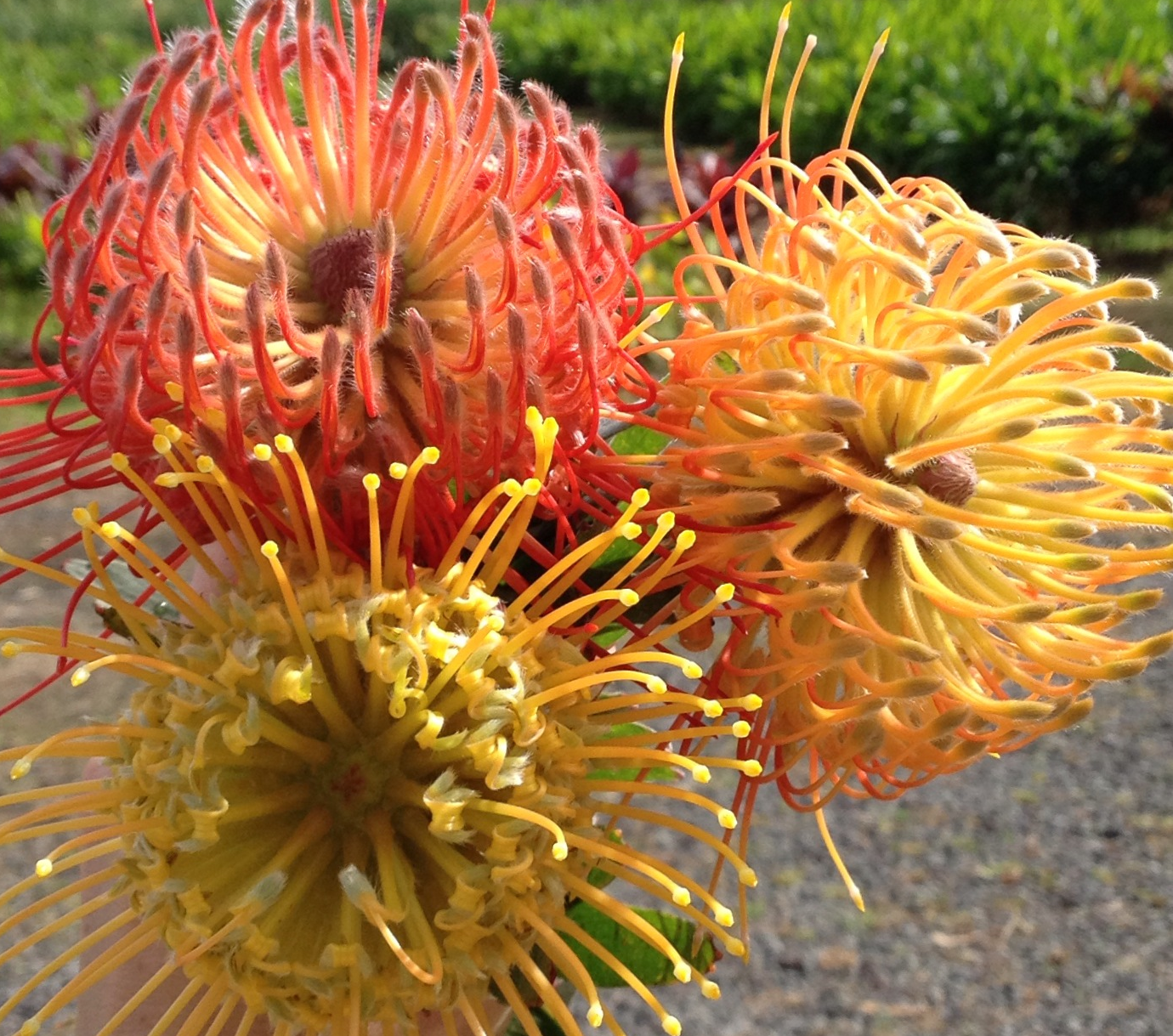 Puna Kamali'i Flowers: Fresh Hawaiian Tropicals