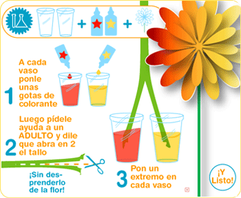 Experimento De La Flor Pintada Con Colorante: FLOR PINTADA CON COLORANTE