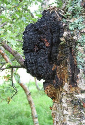 Cancer Ward Asia : CHAGA HEALTH BENEFITS