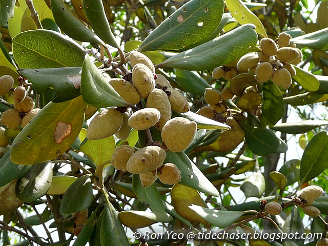 tHE tiDE cHAsER: Api-api Bulu (Avicennia rumphiana)