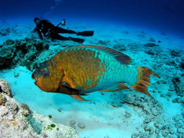 Simple Blog Indonesia: Pesona Ikan Warna Warni Bawah Air