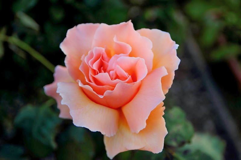 How to Make a Jam Jar Posy by Common Farm Flowers