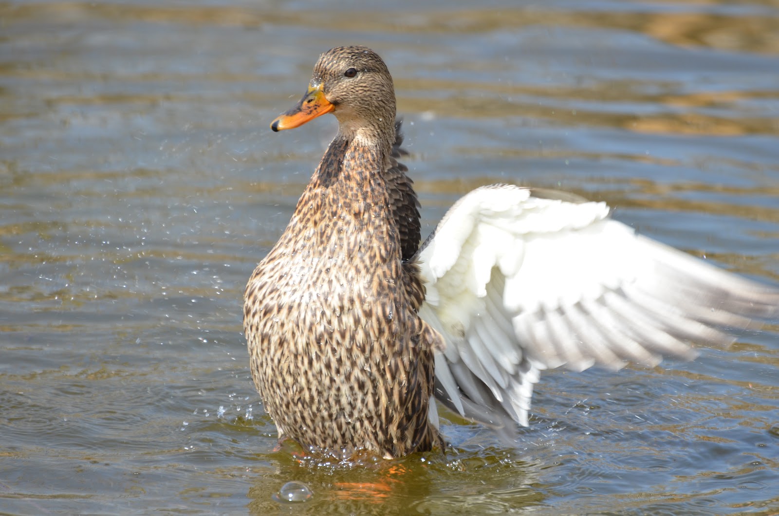 Urban Wildlife Guide: Duck Romance
