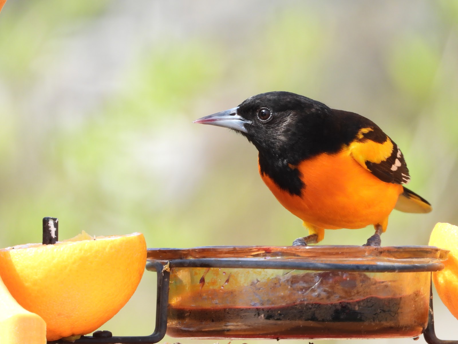 Bird & Travel Photos, Birding Sites, Bird Information: MALE BALTIMORE ...