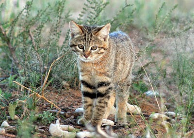 All Animals: African Wildcat,Profile,Latest News,Photos