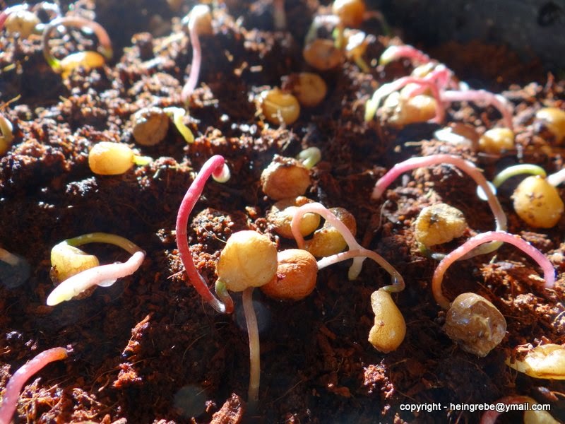 Sharing flower bulb information: How to grow clivia mirabilis from seed