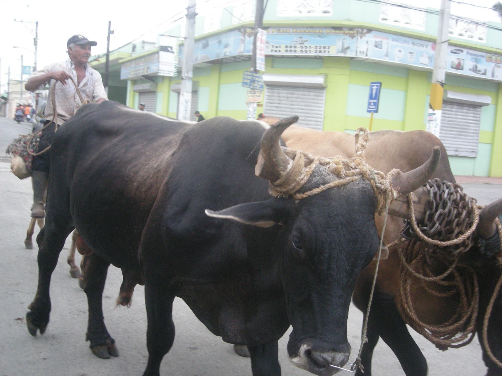 Historia de los Bueyes - Maimón Punto de Encuentro