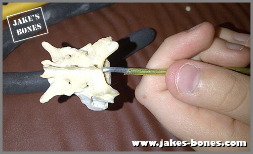 How to re-articulate a fox skeleton: part one : Jake's Bones