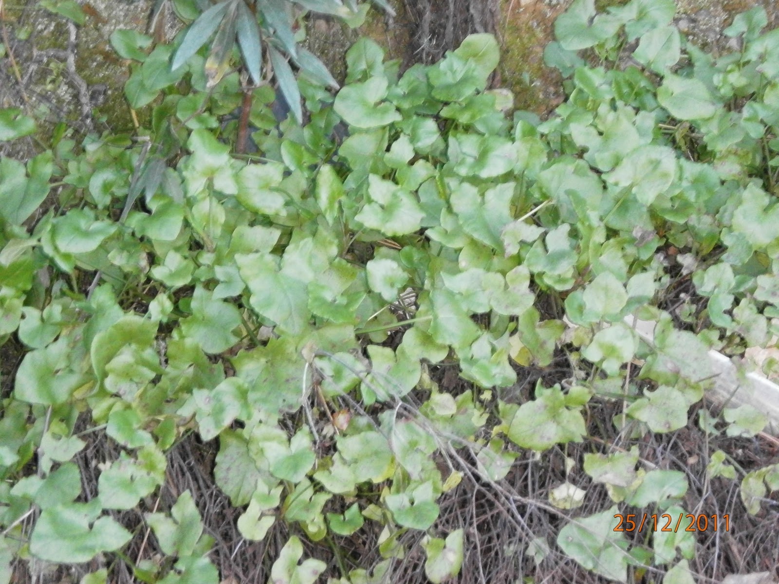 JORNAL DO VALBOM: Azedas - planta comestível (Escavadinhas, Valbom)
