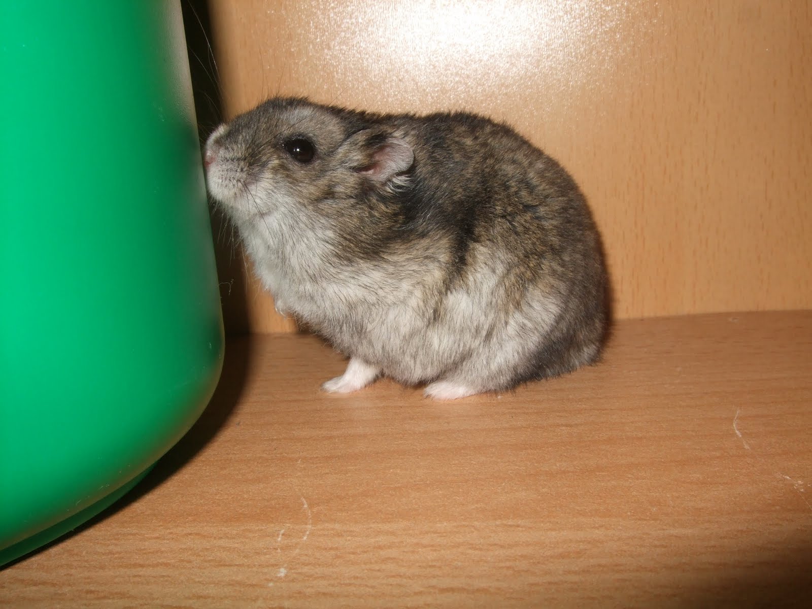 Chomiczy Domek: Gatunki