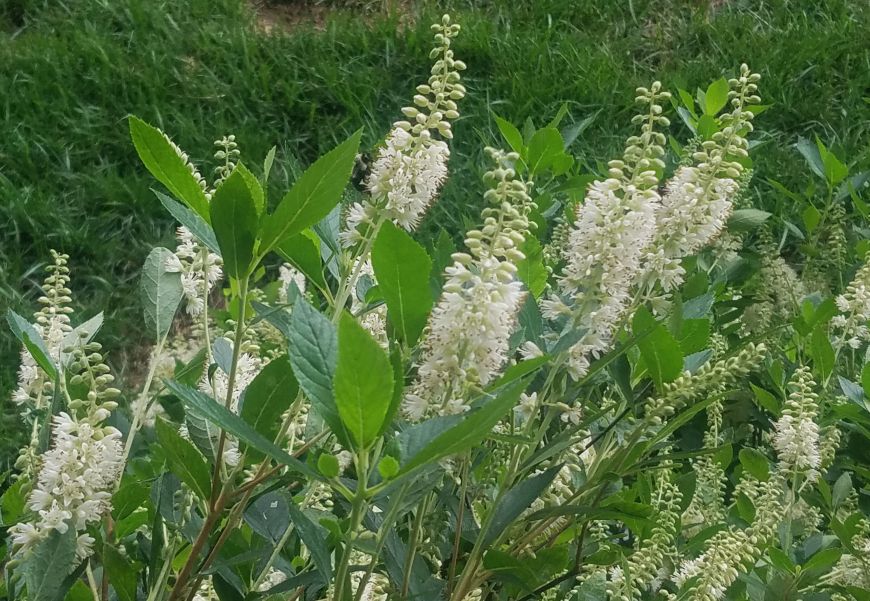 Future Plants by Randy Stewart: Clethra
