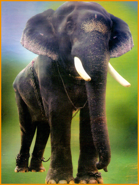 Elephant photos: cherpulassery parthan