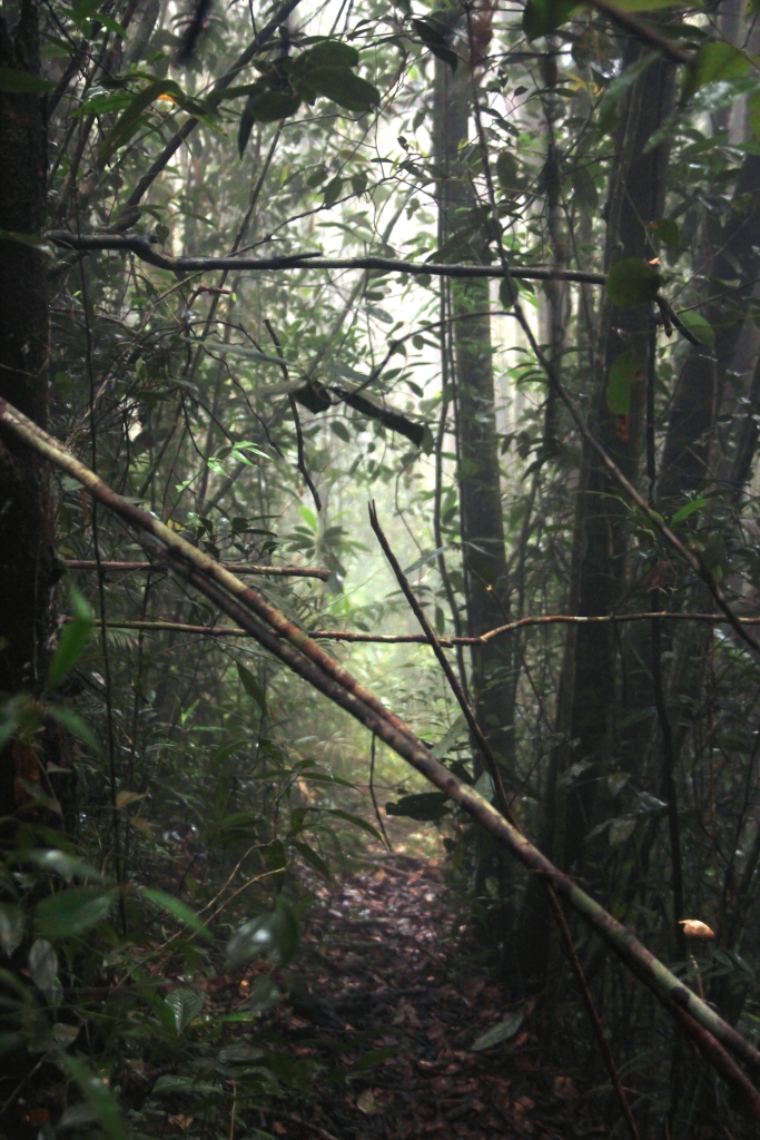 Inilah Ekspedisi Gunung Djadi "Gunung Pertama" di Riau - Kompasiana.com