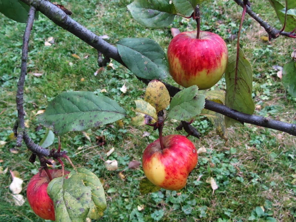 Apfelbaum Topaz - Bergblumengarten