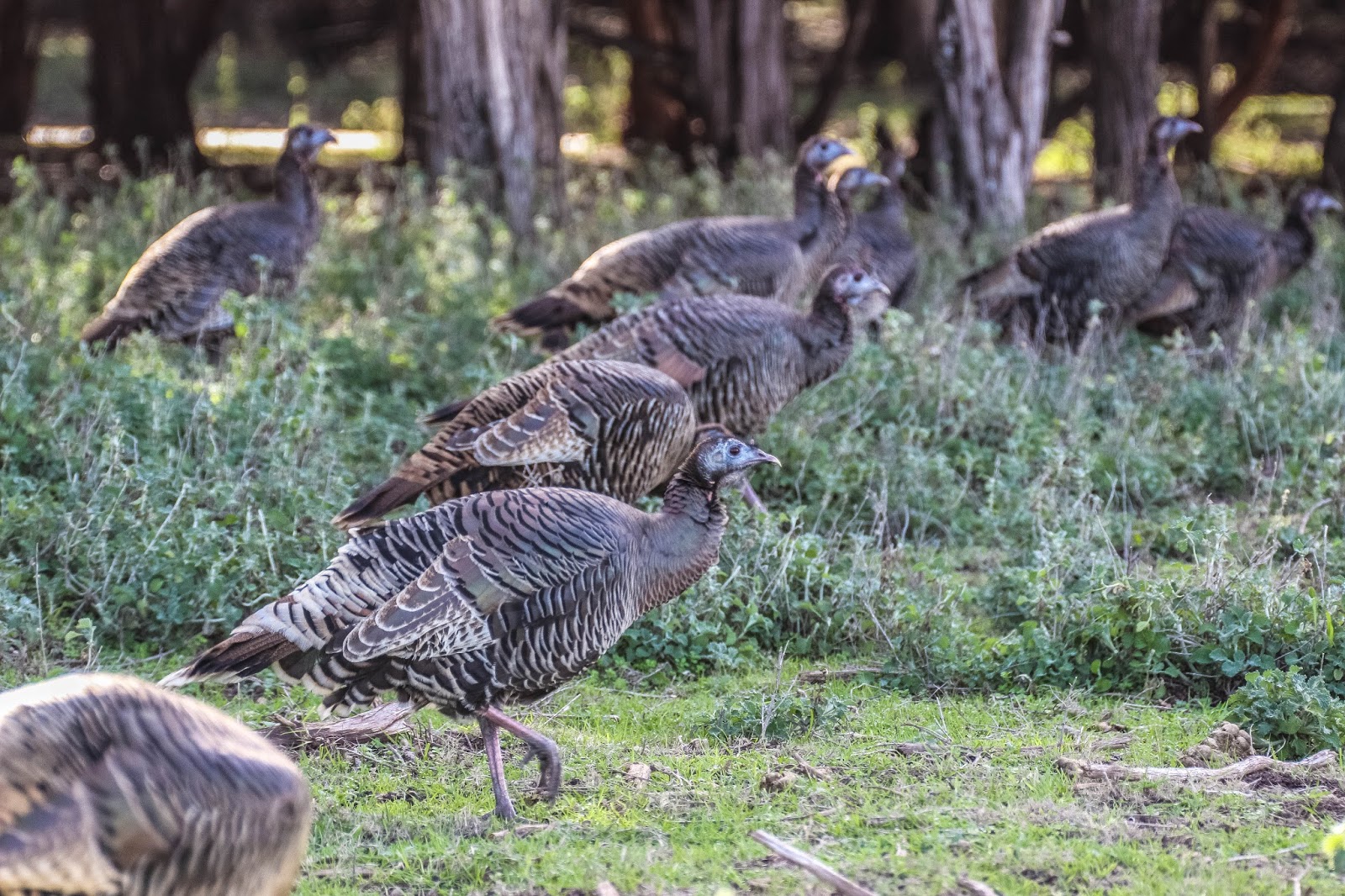Cannundrums: Rio Grande Wild Turkey