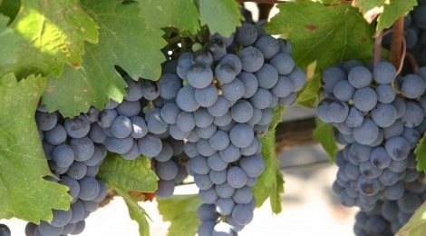 The Sommelier Update: Tannat