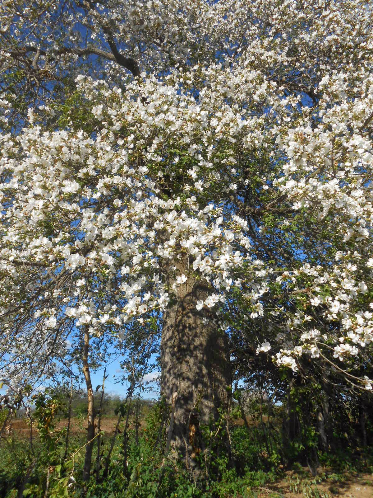 Visões da Caatinga: BIOTECNOLÓGIA