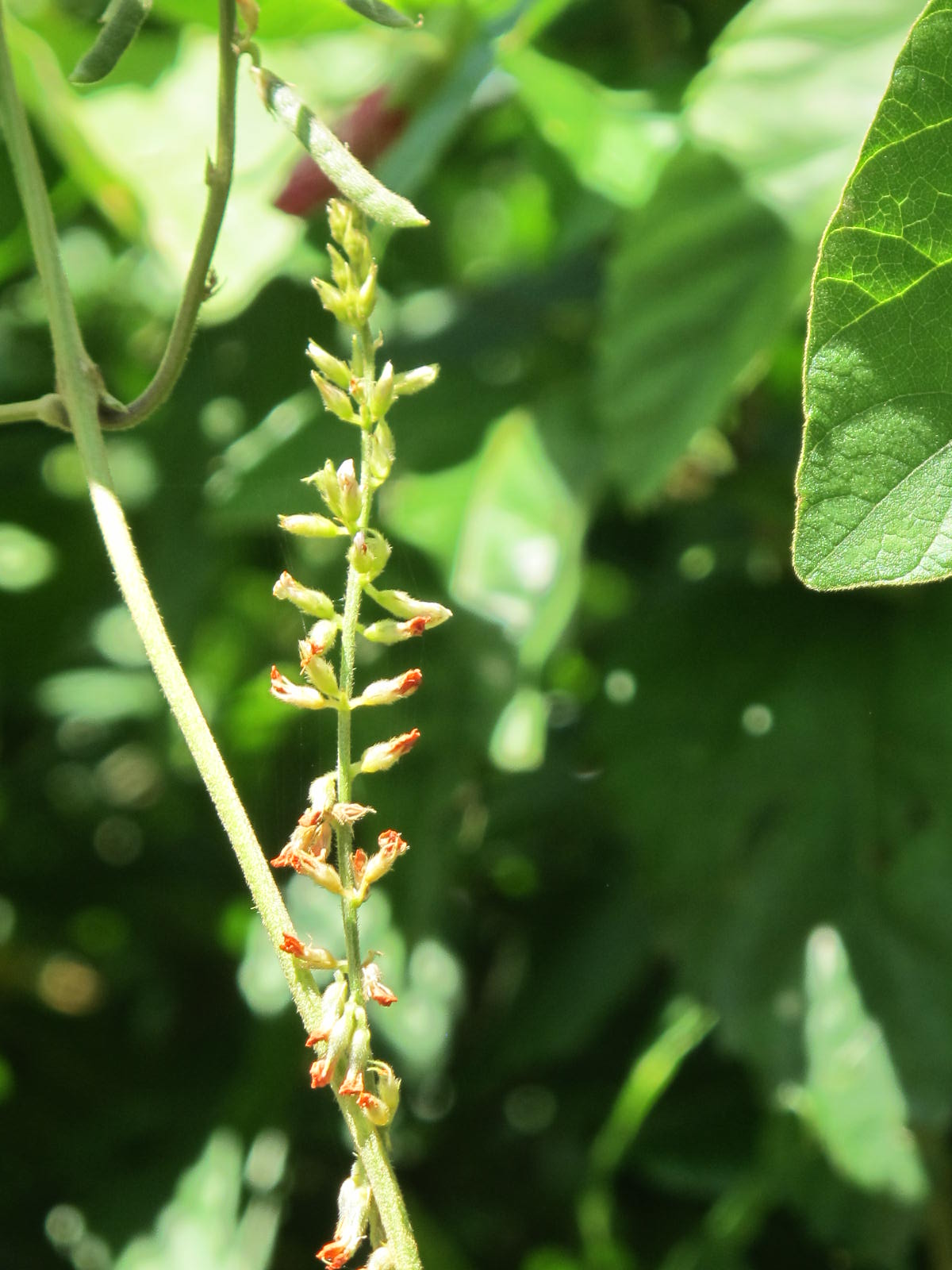 Fabaceae - Leguminosae no Brasil: Neonotonia