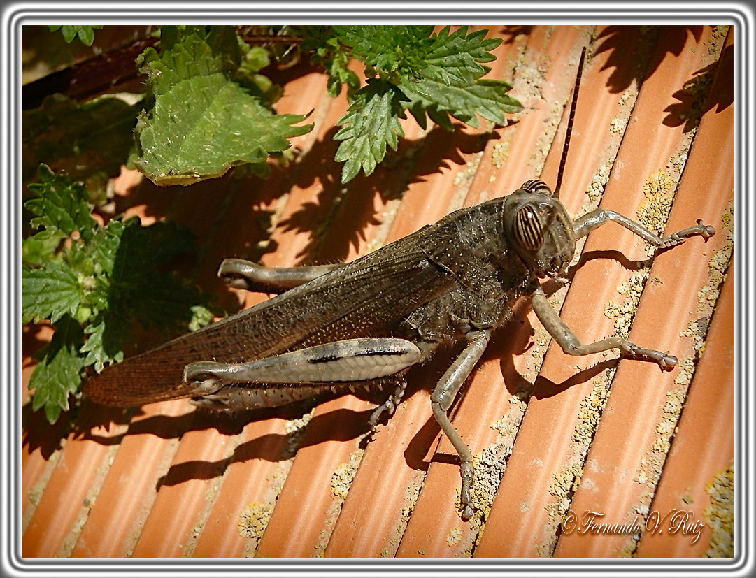 Insectos de La Rioja: La langosta o saltamontes egipcio (Anacridium ...