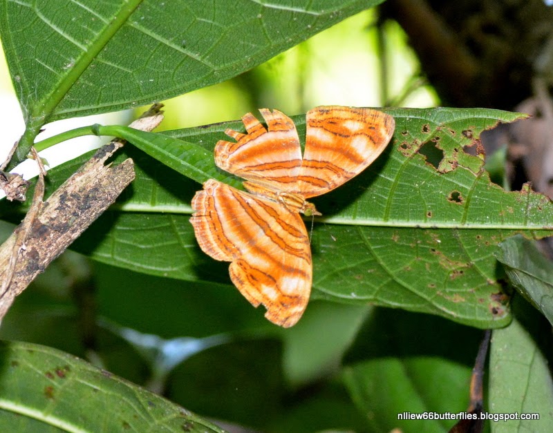 The Forested Path (and Beyond): BUTTERFLIES of RAUB: The Greater Wavy ...
