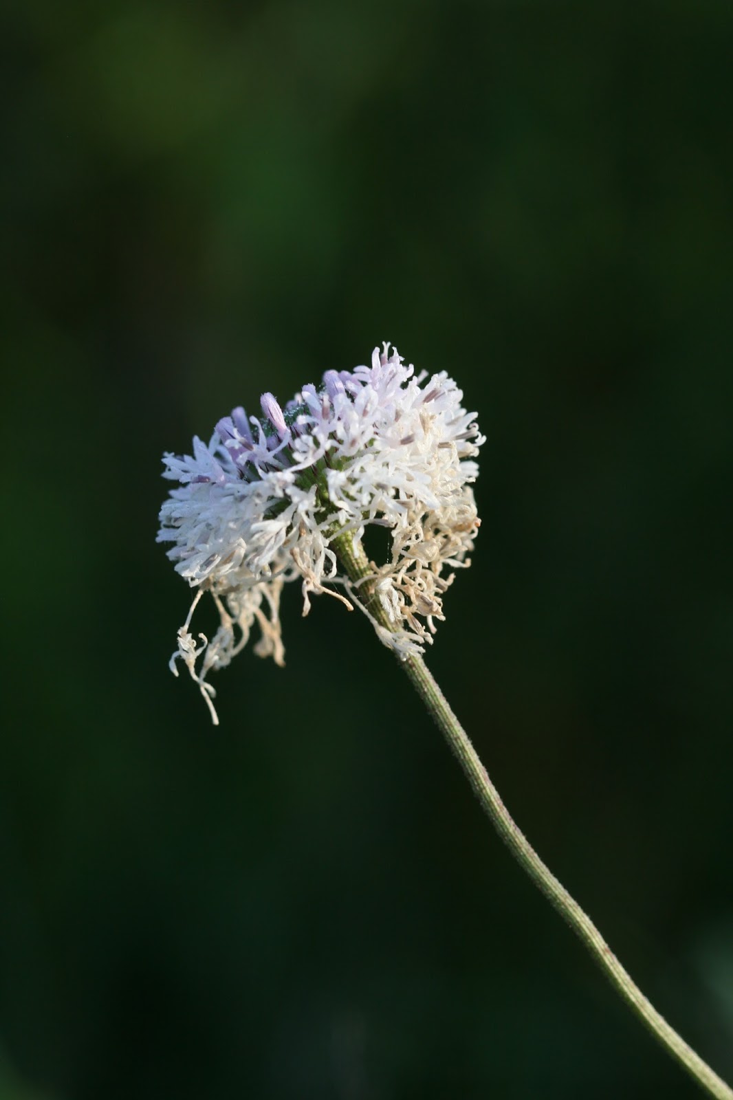 Native Florida Wildflowers: Grassleaf Barbara's Buttons - Marshallia ...