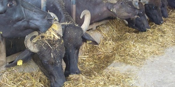 Kerbau Murrah - Sekilas Peternakan