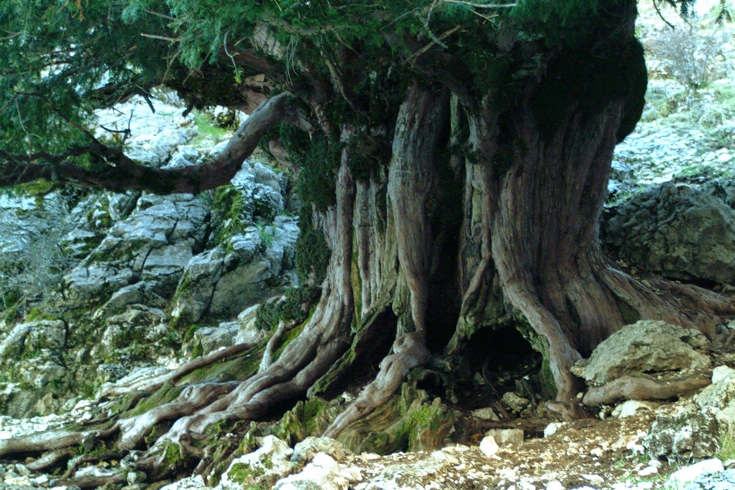 Flora y Fauna de las Sierras de Jaén: EL TEJO MILENARIO
