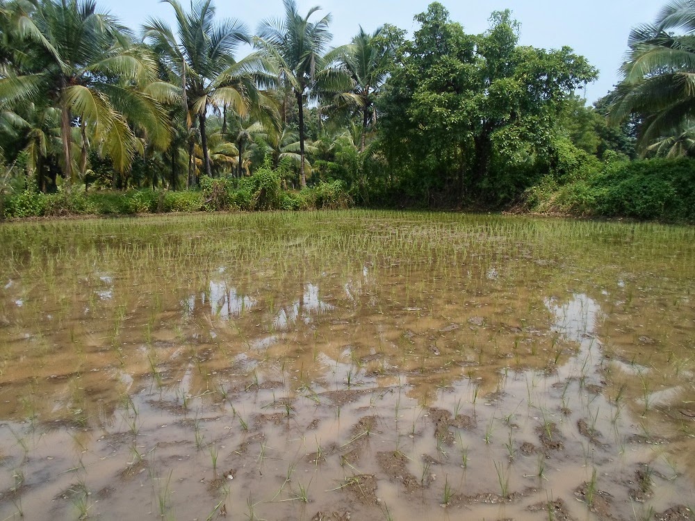 My Experiments With Farming: Paddy crop season 2 - 2014