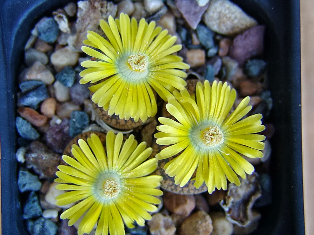 Cactus Hill Adventures: It's Lithops Blooming Time