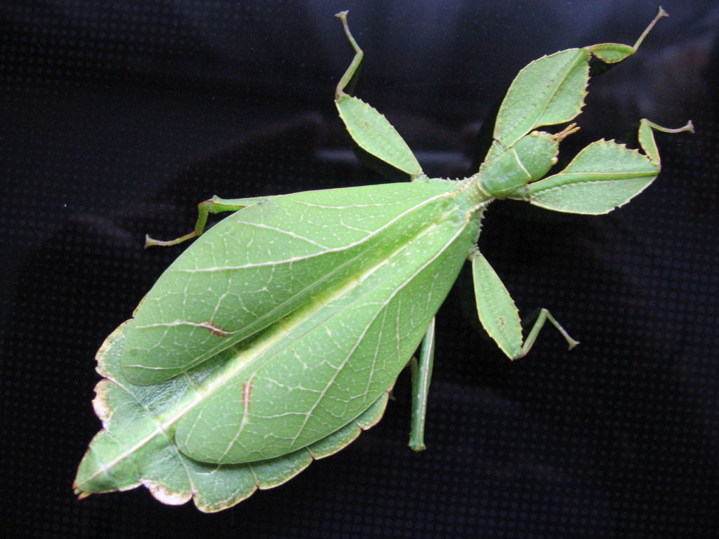 Sabiam da existência do "insecto folha"?