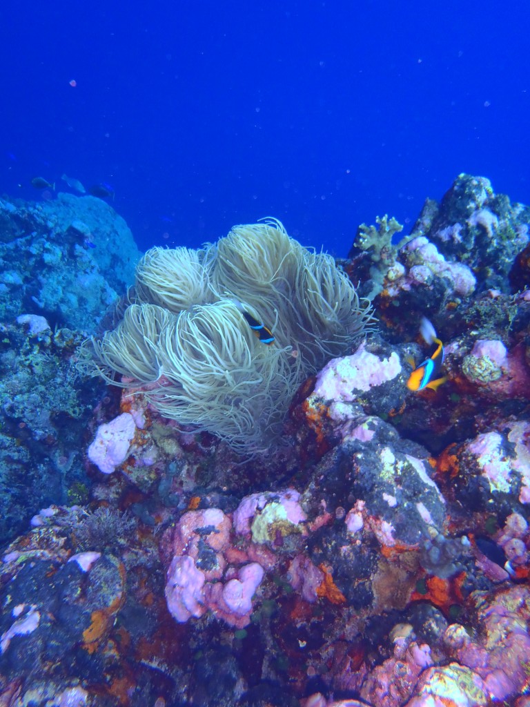 Cocktails out of Coconuts: Mokil Trip