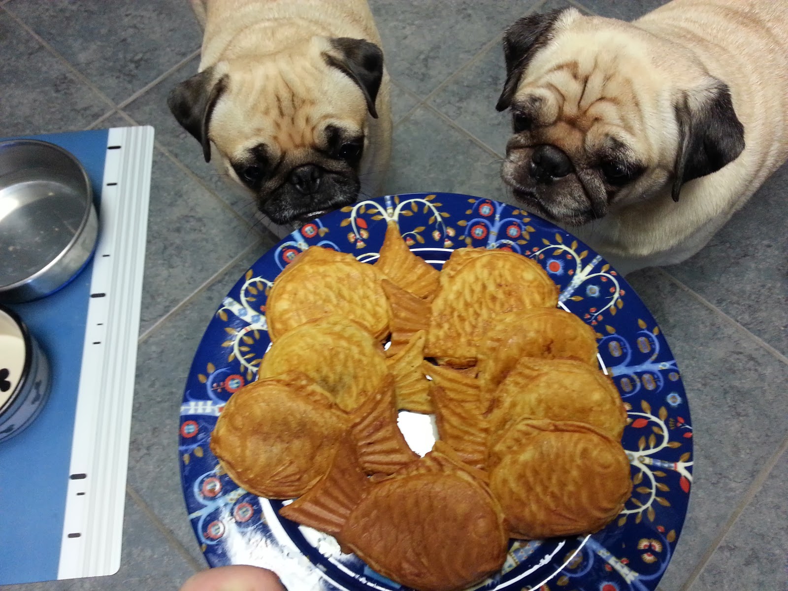 Grubbin' Pugs: Pancakes/Waffles with Dark Chocolate and Coconut Pudding ...