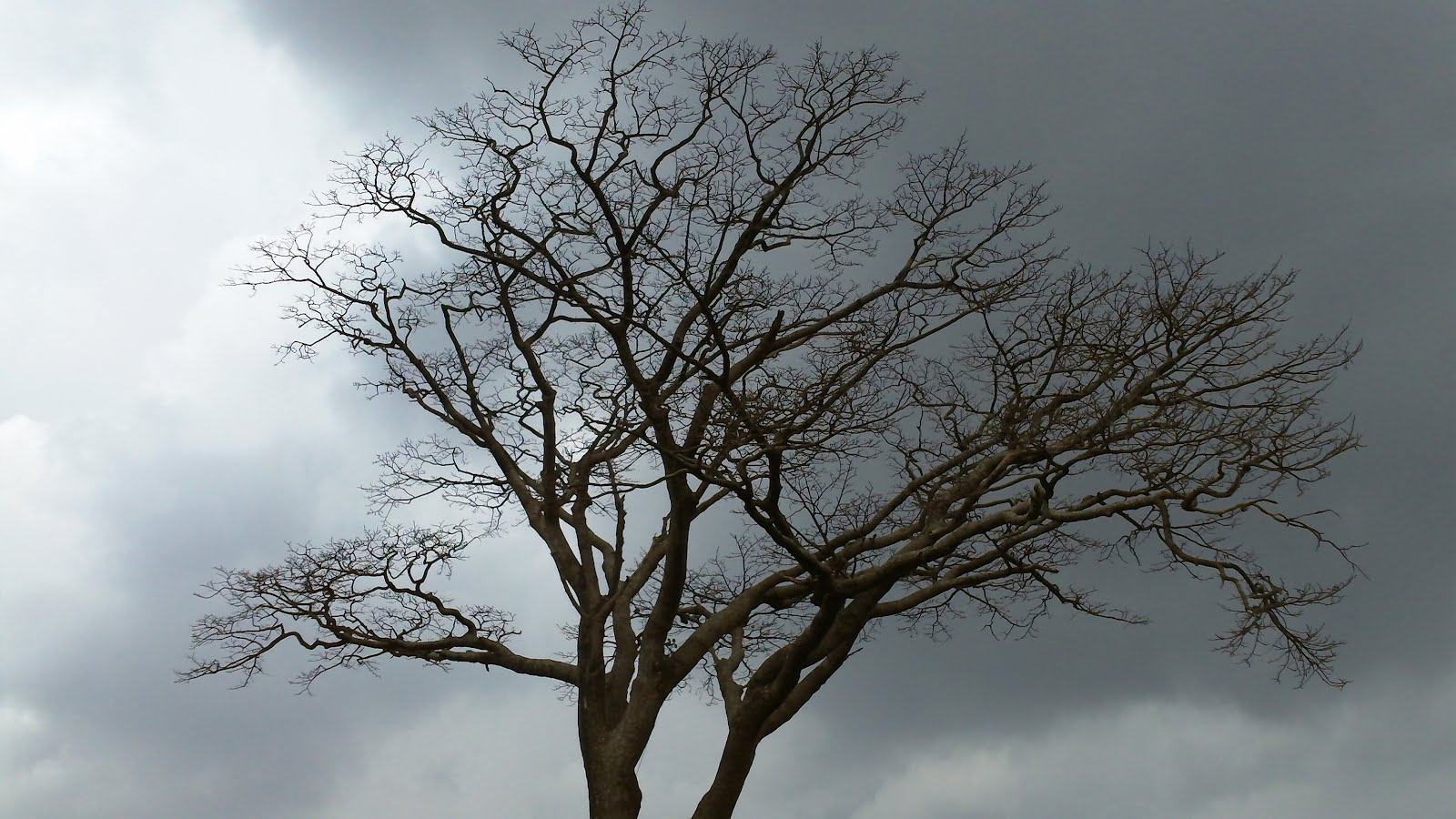 My Dancing Days: Bahai Tree