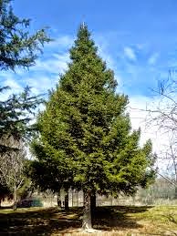 EL ÁRBOL ABETO LUZGITANA