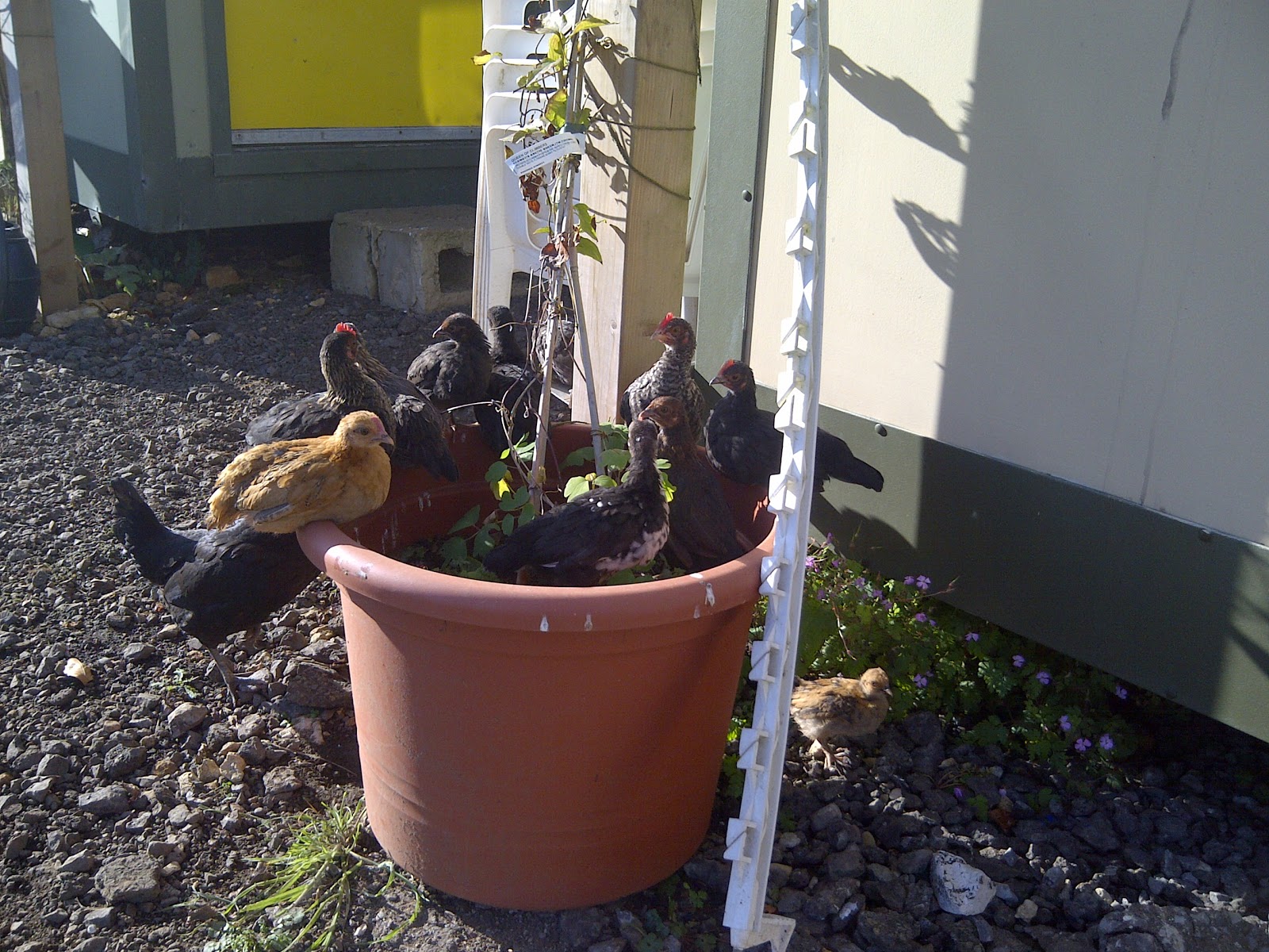 Scrubditch Care Farm : 2012