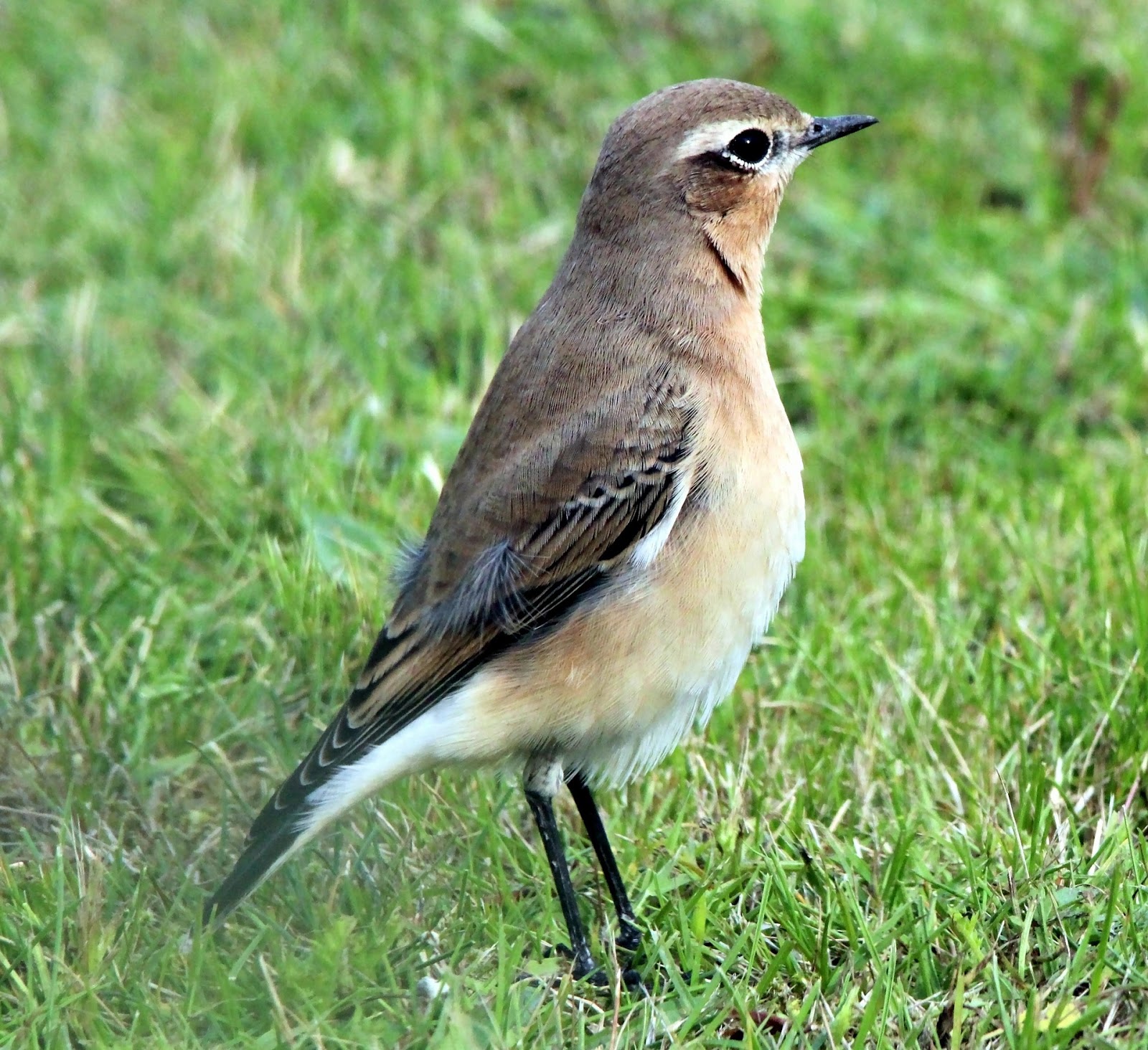 Mark & Alisha : Get-off 869: - Northern Wheatear