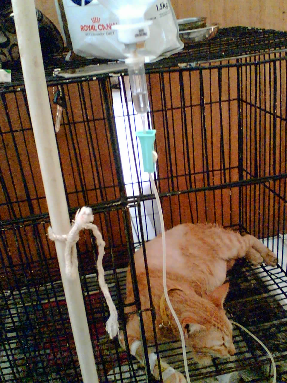 Mengenal Feline Urologic Syndrome (FUS) - Cerita Cha Tentang Hal Biasa