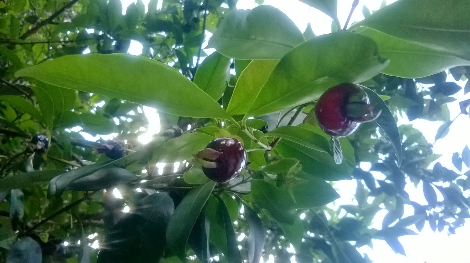 De la tierra colorada: Cerella (Eugenia Involucrata)