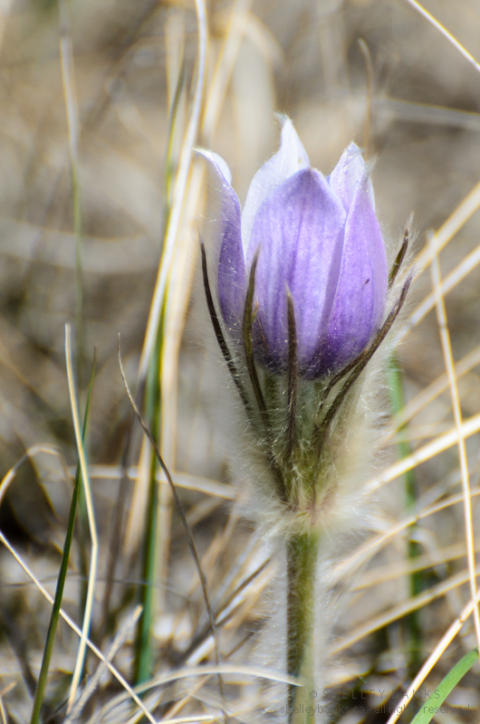 Prairie Wildflowers: First Prairie Crocuses of the Year: 2013
