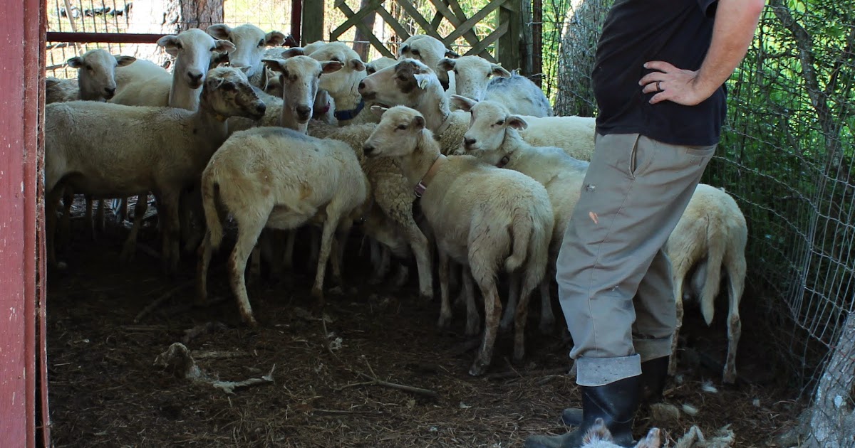 HighTail Farms: Rialey's First "Sheep Day"