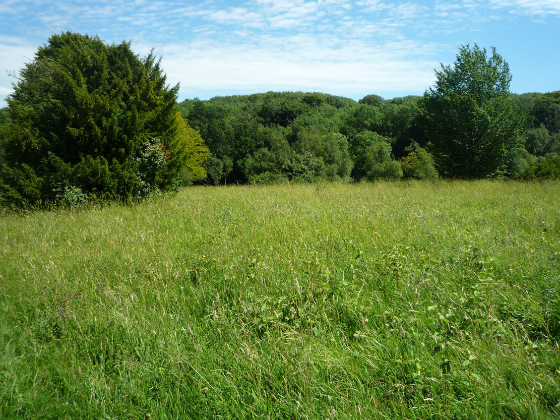 English Plants: DENGE WOOD, NR CANTERBURY, KENT
